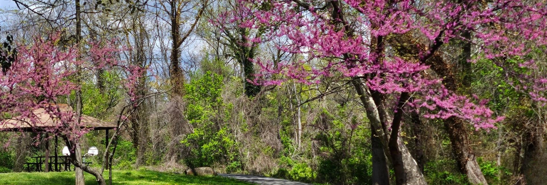 Home Page | Cottage City MD